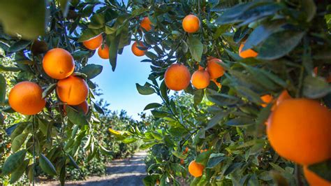 Why Oranges May Be The Next Food To See A Spike In Price