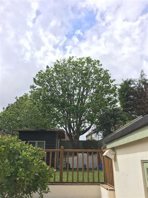 Tree Crown Reduction In Dorchester Crown Reduction In Dorchester Tree