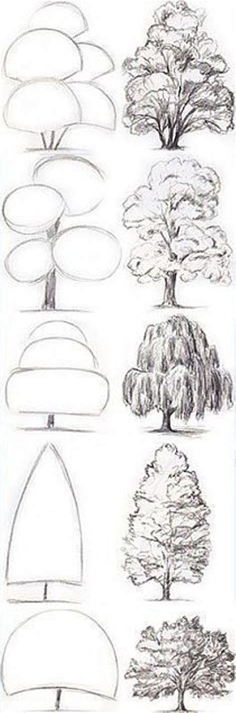 How To Draw A Tree For Beginners