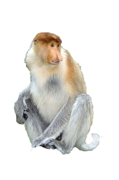 Bertie Chain Story Wiki Fandom