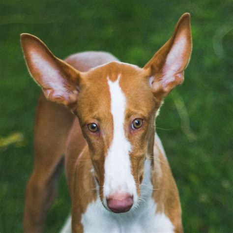 Ibizan Hound Price Temperament And Care