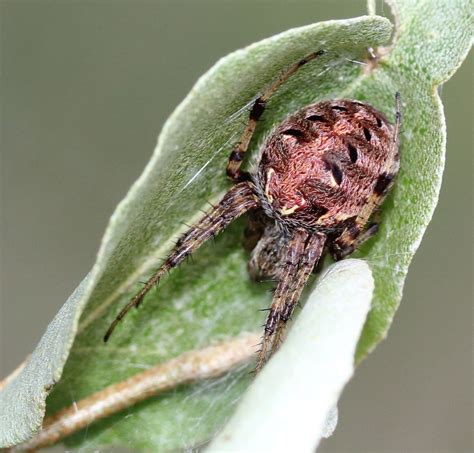 Neoscona Spotted Orb Weavers Identification Facts And Taxonomy