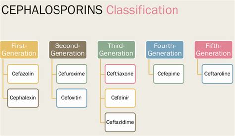 Cephalosporins Flashcards Quizlet