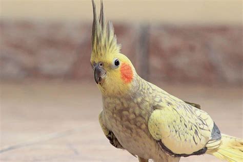 Understanding Cockatiel Behavior Cockatiel Birds As A Pet