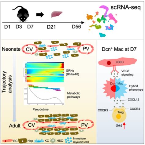 探究小鼠肝脏发育成熟过程：单细胞转录组揭示细胞变化 知乎