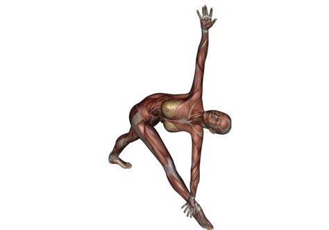 Reverse Triangle Pose Yoga Anatomy Om Yoga Magazine