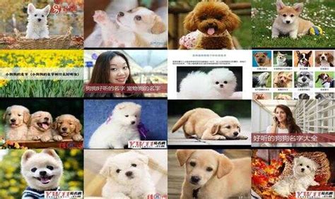 黄色的狗取什么名字好听 好听的狗名字女的 香橙宝宝起名网