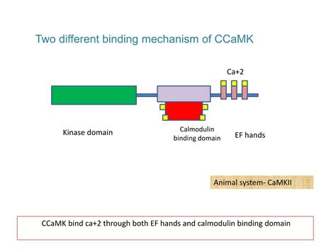 Activation Of Calcium And Calmodulin Dependent Protein Pptx