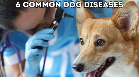 6 Common Dog Diseases Prevention And Awareness Uk