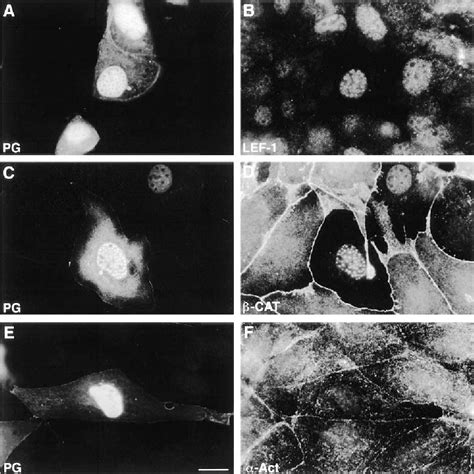 Figure 5 From Differential Nuclear Translocation And Transactivation Potential Of Cid 98