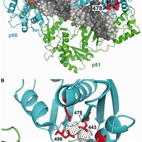 Rnase H Activity Of Wt And Mutant Rts Cleavage Of A 32 P Rnadna