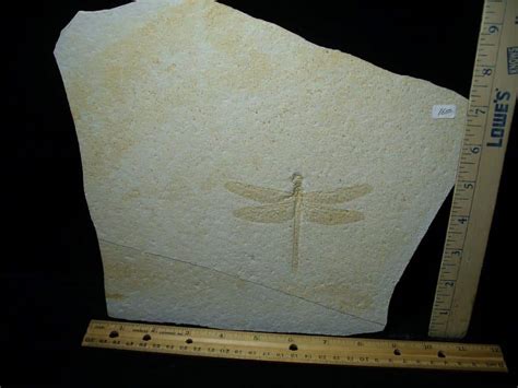 Large Fossilized “dragonfly ” In Matrix 121522g The Stones And Bones