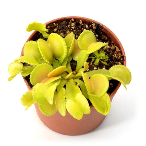 Dionaea Muscipula Sly Wiki Diflora