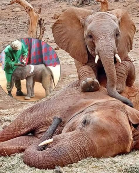 Kito The Elephant A Story Of Loss Love And Survival 💔🐘