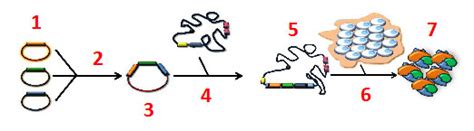 Multibac Insect Cell Expression Geneva Biotech Multiprotein Expression