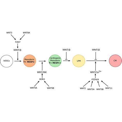 Distinctive Roles Of Canonical And Noncanonical Wnt Signaling In Human Embryonic Cardiomyocyte