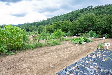 고양 애견동반 관광지 원두막주말농장