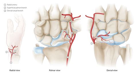 Scaphoid Fracture Classification