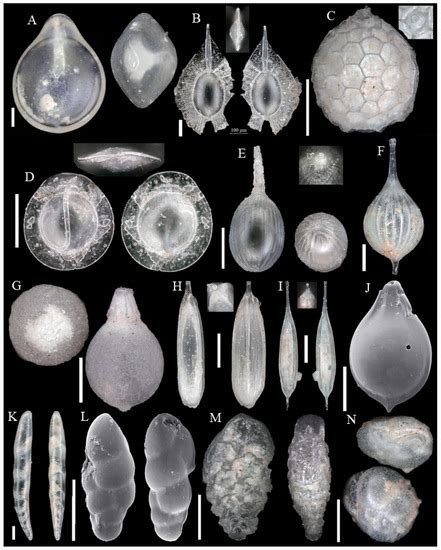 Diversity Free Full Text Benthic Foraminifera Diversity Of The Abyssal Northwest Atlantic
