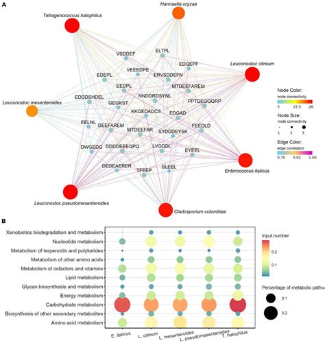 Frontiers Microbial Succession And Its Effect On The Formation Of