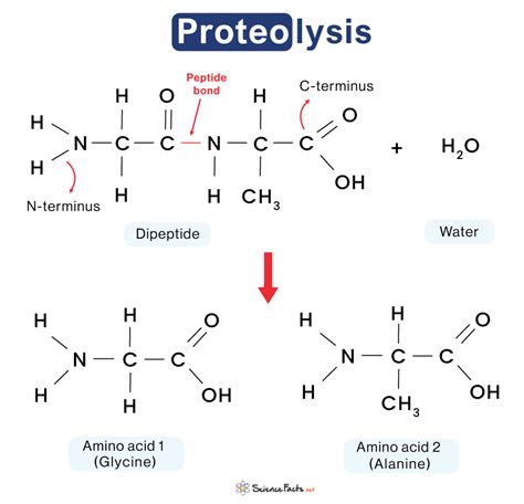 Proteolytic Activation Feedback At Jonathan Baylee Blog