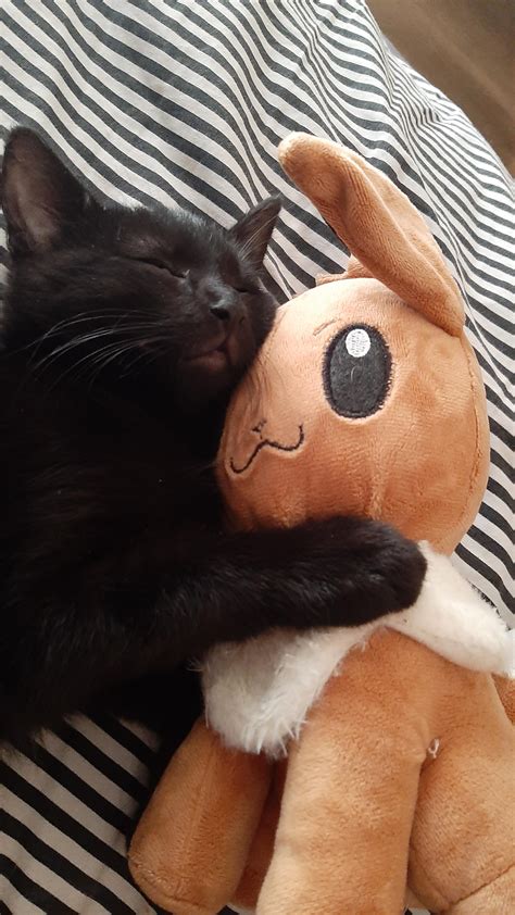 My Kitty Hugging My Eevee Plushie To Sleep R Eyebleach