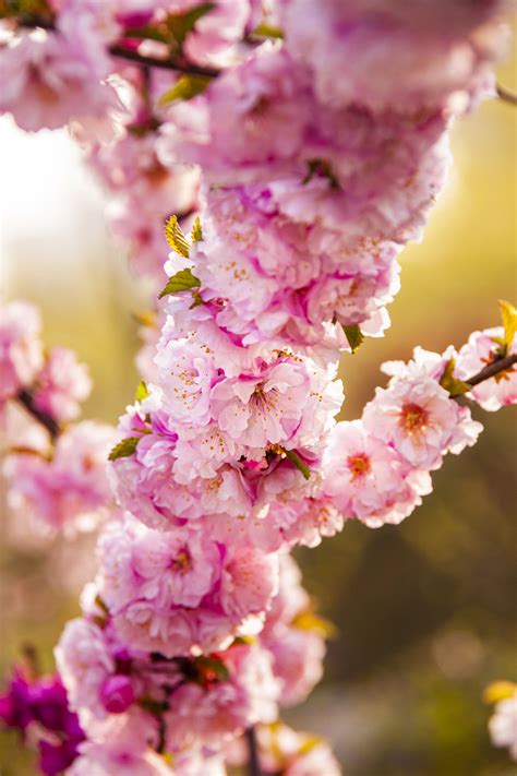百花盛开 告春梅花（摄影：孙农亮） 山东科技大学新闻网