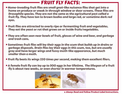 Fruit Flies Control Strategies And Products Maggies Farm Ltd