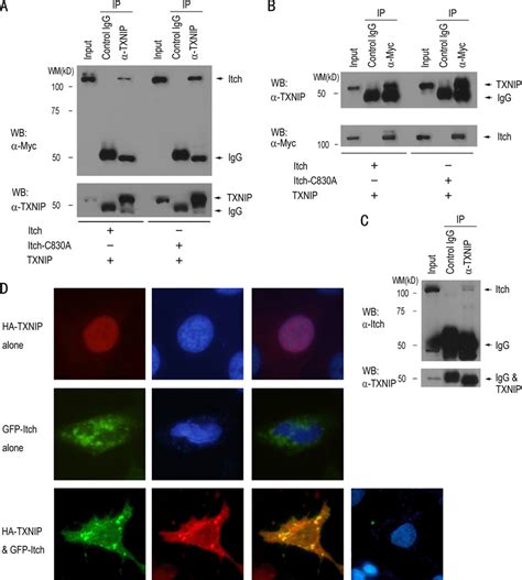 Txnip Forms A Complex With Itch A And B H1299 Cells Were Transiently