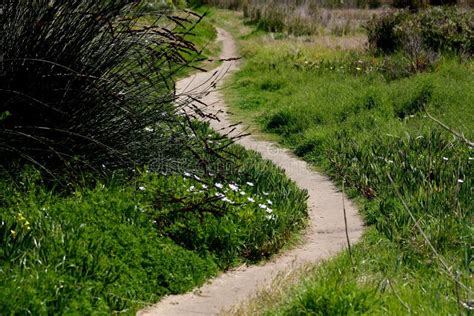Narrow Curved Path Going Through Green Grass In The Park On A Sunny Day