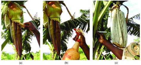 Procedure Of Pollination With Pollen Germination Media To Enhance Download Scientific Diagram