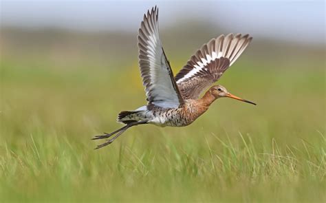 黑尾鷸 limosa eBird