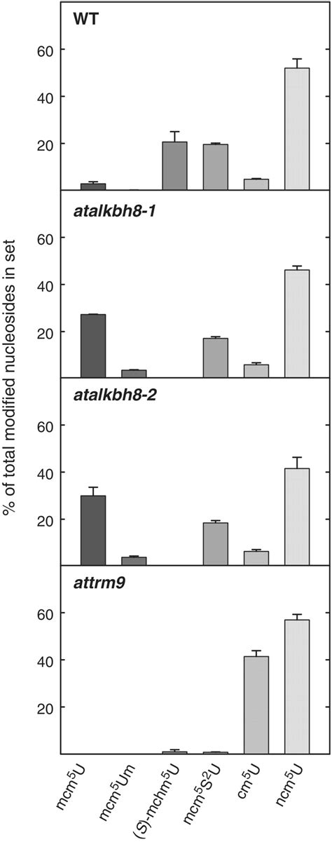 Wobble Uridine Modification Status In Wt Atalkbh8 And Attrm9 Plants