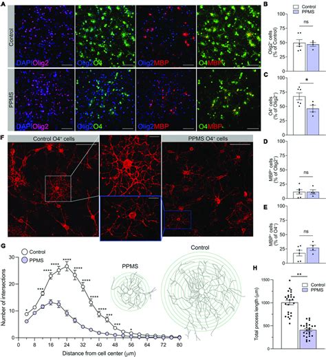 Quantification And Morphological Analysis Of Cell Populations Download Scientific Diagram