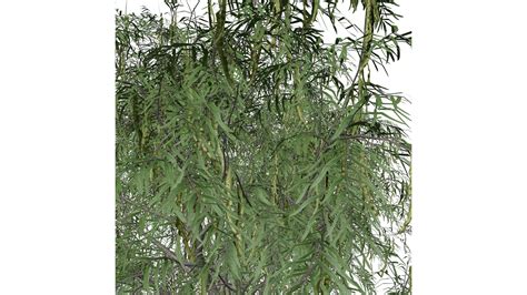 D Model Honey Mesquite Tree TurboSquid