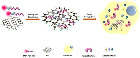 A New Strategy Involving The Use Of Peptides And Graphene Oxide For Fluorescence Turn On