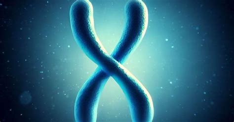 A Chromosome Album On Imgur
