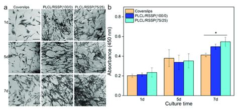 Sem Images A And Quantitative Analysis B Of The Proliferation Of