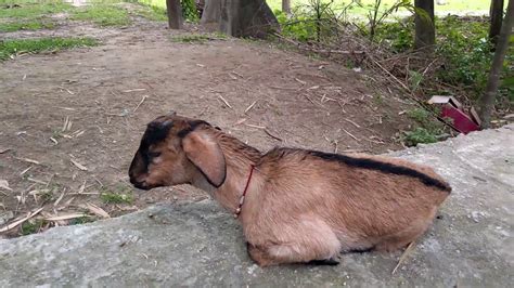 Goat Sex YouTube
