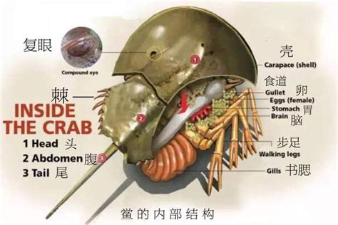 活了4億年的鱟依靠藍色的血液救死扶傷卻被人類逼入絕境 每日頭條