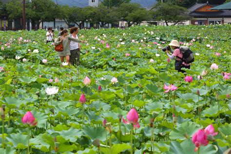 동궁과 월지 연꽃단지 새단장 문화공간 조성 경북신문