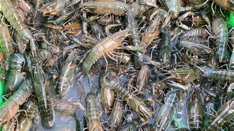 បង្កងចេញសុីចំណី🦞🦞🦞 Youtube