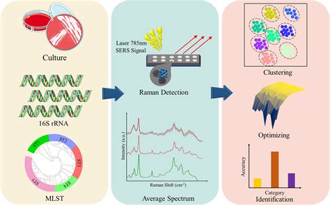 Classification And Prediction Of Klebsiella Pneumoniae Strains With Different Mlst Allelic