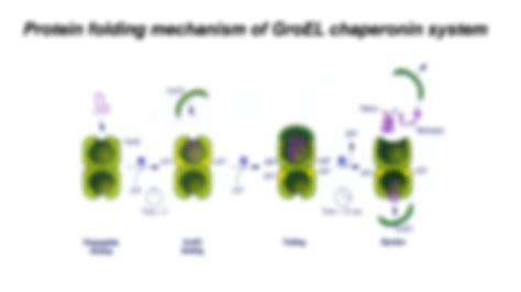 Solution Chaperone Assisted Protein Folding Studypool