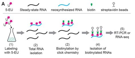 Metabolic Labeling Of Rnas Uncovers Hidden Features And Dynamics Of The