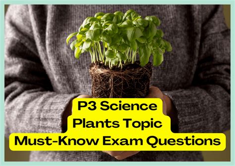 P3 And P4 Science Plants The Science Shifu