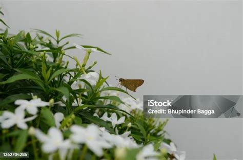 Borbo Cinnara Umumnya Dikenal Sebagai Nasi Swift Atau Formosan Swift Adalah Kupukupu Milik