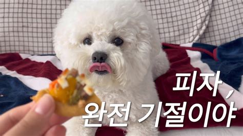 피자 처음 먹은 비숑의 반응 강아지 수제간식 귀여운 강아지 일상 비숑 키우기 Youtube