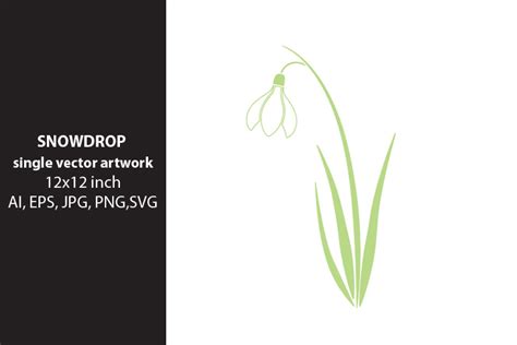 Snowdrop Flower Single Vector Graphic By Biljanacvetanovic Creative Fabrica