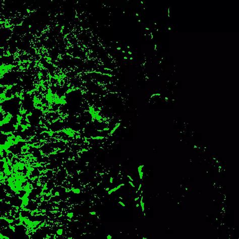Cd34 Antibody Anti Human Miltenyi Biotec Usa